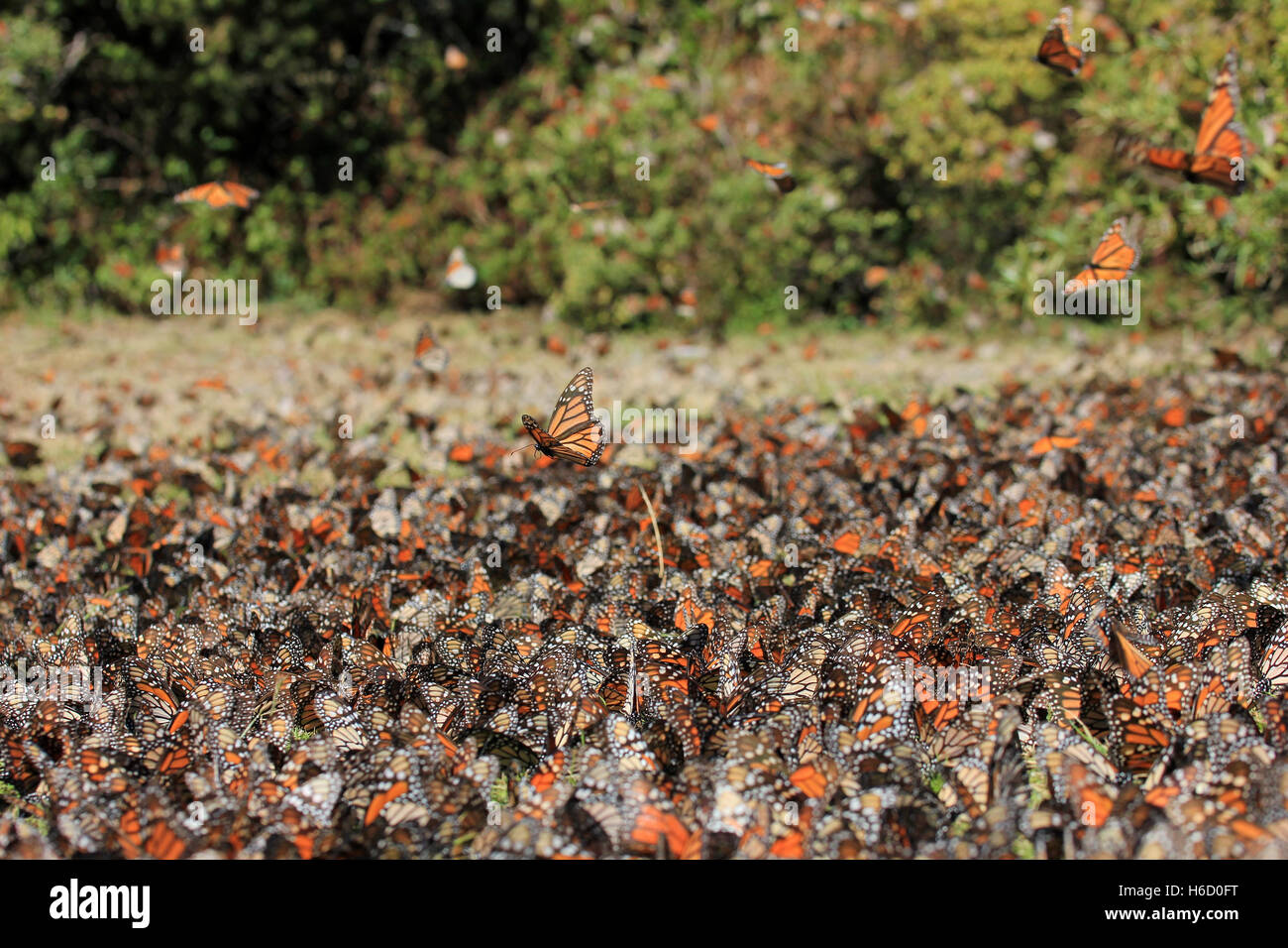 Monarch butterfly mexico hi-res stock photography and images - Alamy