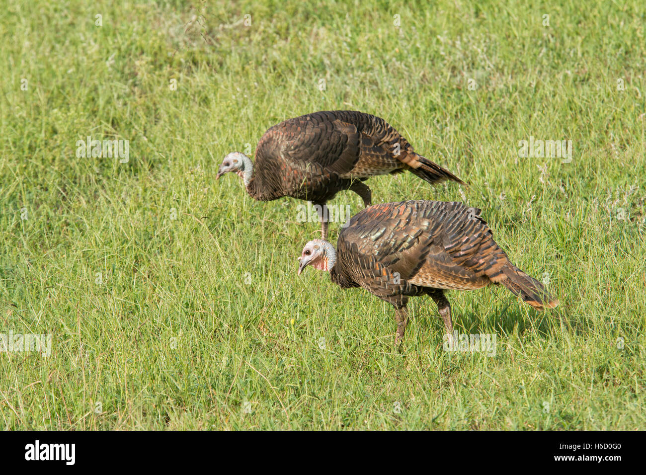 Wild turkeys hi-res stock photography and images - Alamy