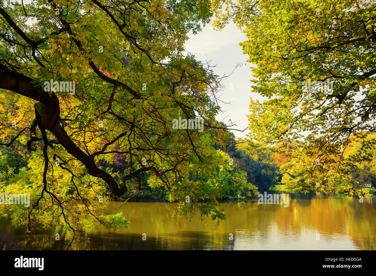 Overhanging yellow leaves hi-res stock photography and images - Alamy