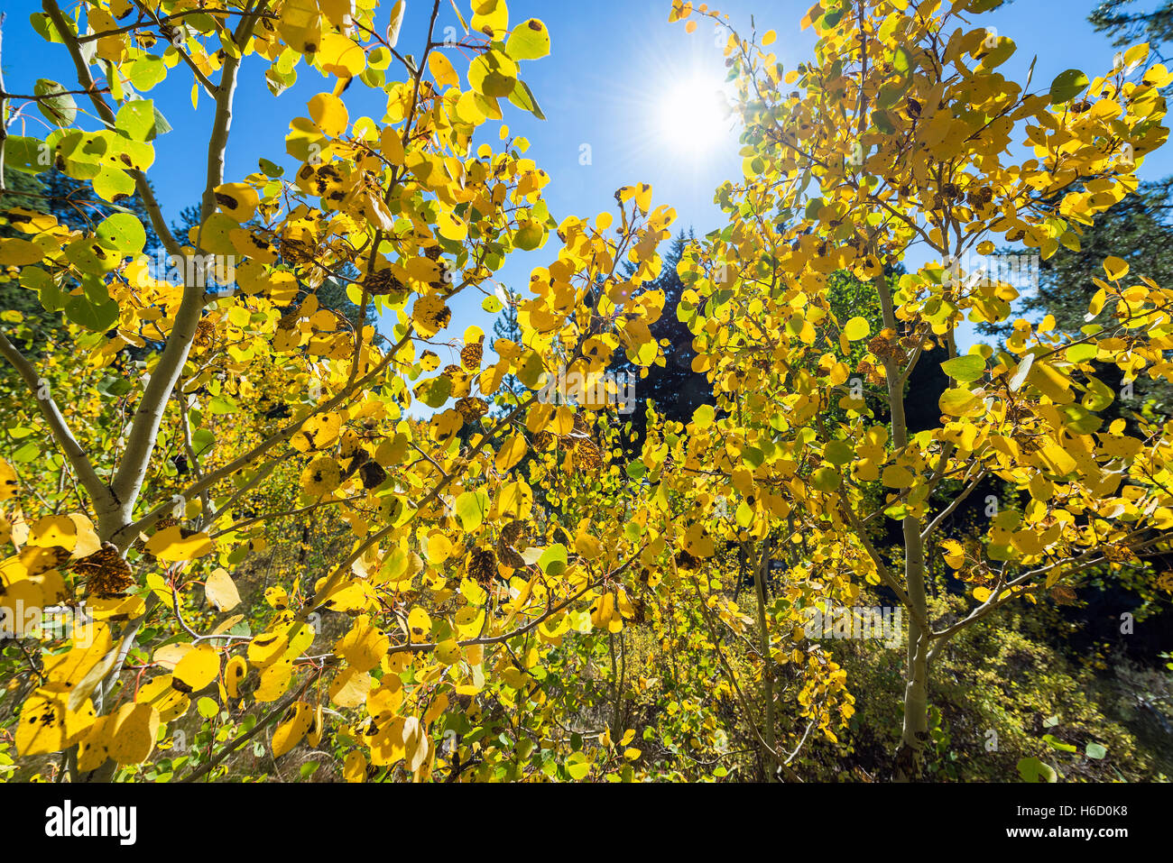 View of Aspen trees with the sun visible at the top of the frame in ...