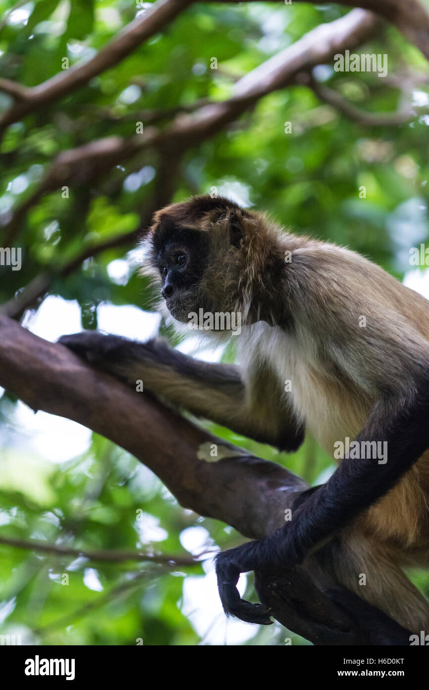 Spider monkey hanging in tree hi-res stock photography and images - Alamy