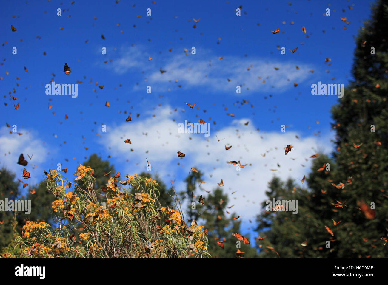 Monarch Butterflies in Michoacan, Mexico, millions are migrating every ...