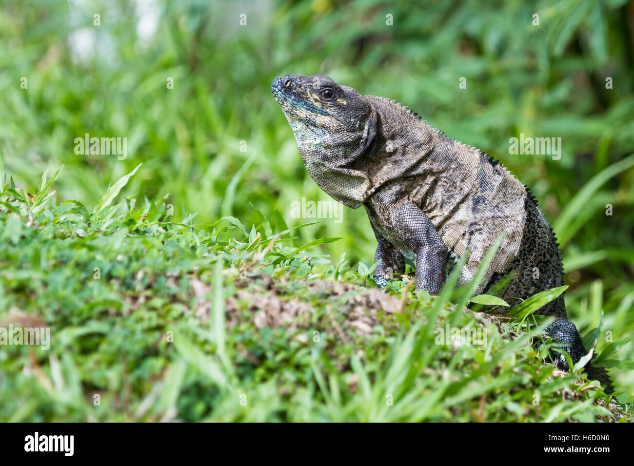spiny tail iguana walking on the ground in the pacific Costa Rica Stock ...