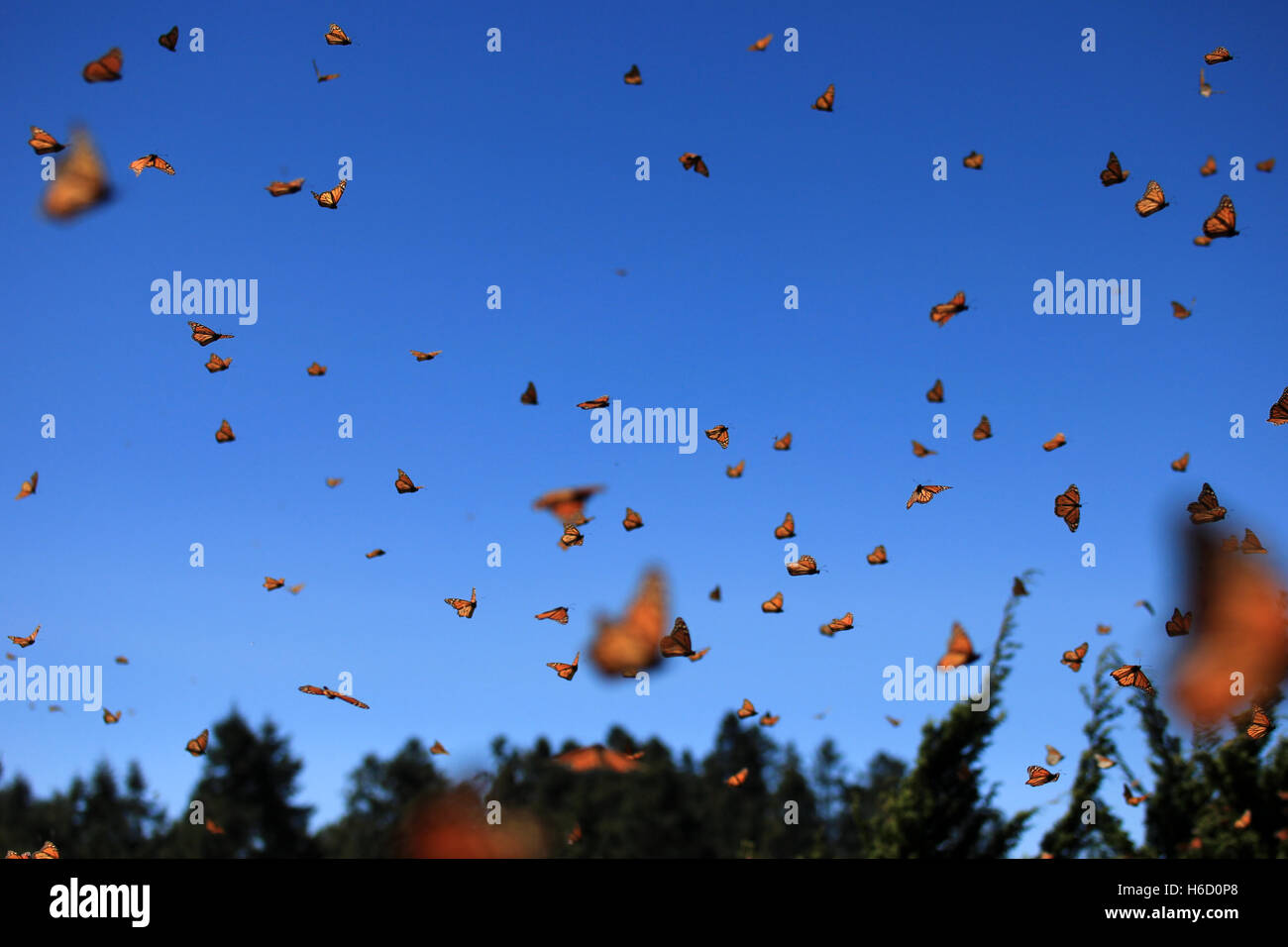 Monarch Butterflies in Michoacan, Mexico, millions are migrating every ...