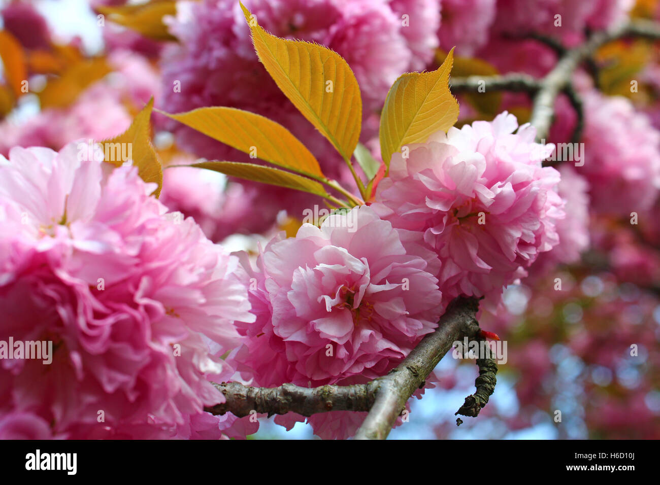 Beautiful Pink Japanese Cherry blossoms at Kyoto, Japan Stock Photo - Alamy