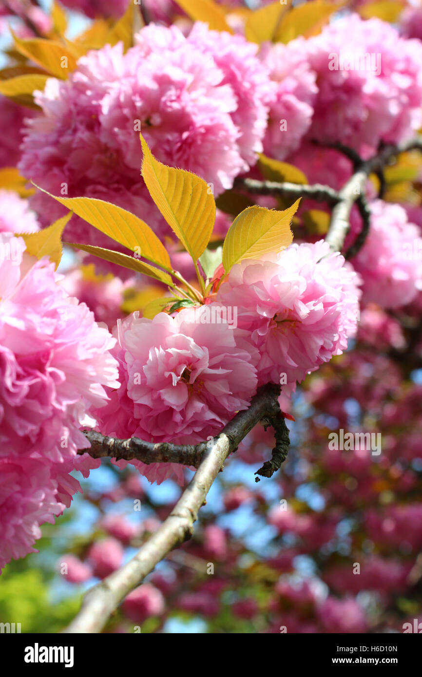 Beautiful Pink Japanese Cherry blossoms at Kyoto, Japan Stock Photo - Alamy