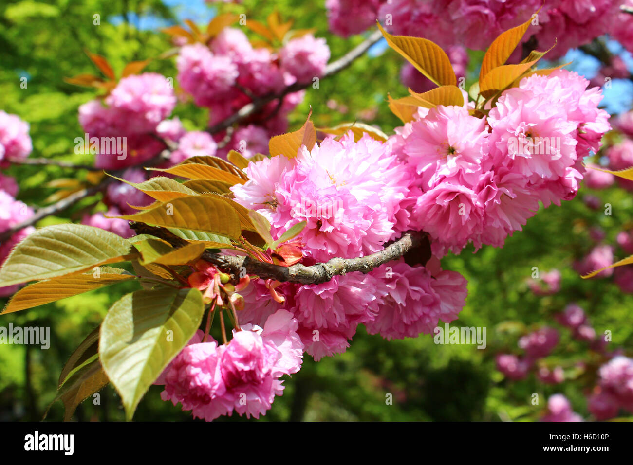 Beautiful Pink Japanese Cherry blossoms at Kyoto, Japan Stock Photo - Alamy