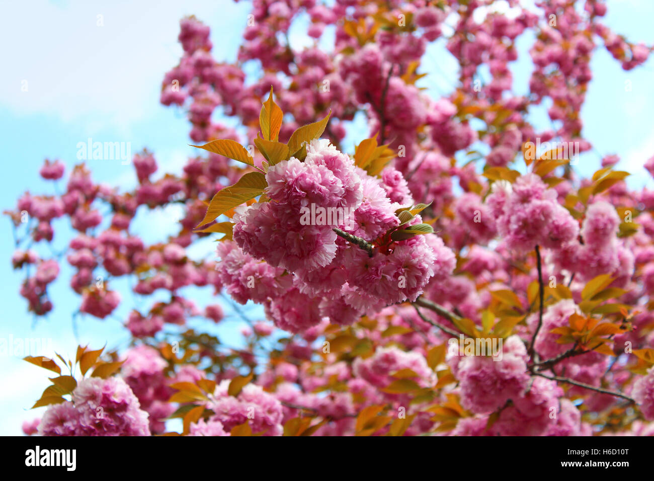 Beautiful Pink Japanese Cherry blossoms at Kyoto, Japan Stock Photo - Alamy