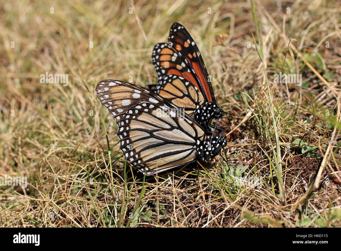 El rosario monarch butterfly sanctuary hi-res stock photography and ...