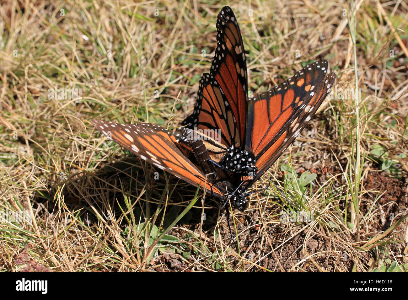 Monarch Butterflies in Michoacan, Mexico, millions are migrating every ...