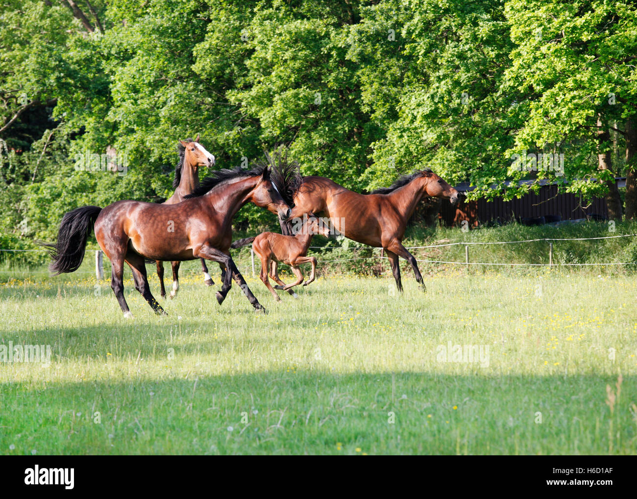 Holsteiner horses hi-res stock photography and images - Alamy