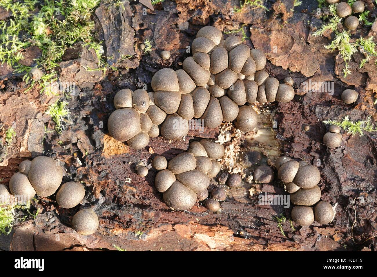 Wolf's milk, Lycogala epidendrum, known also as Groening's slime Stock ...