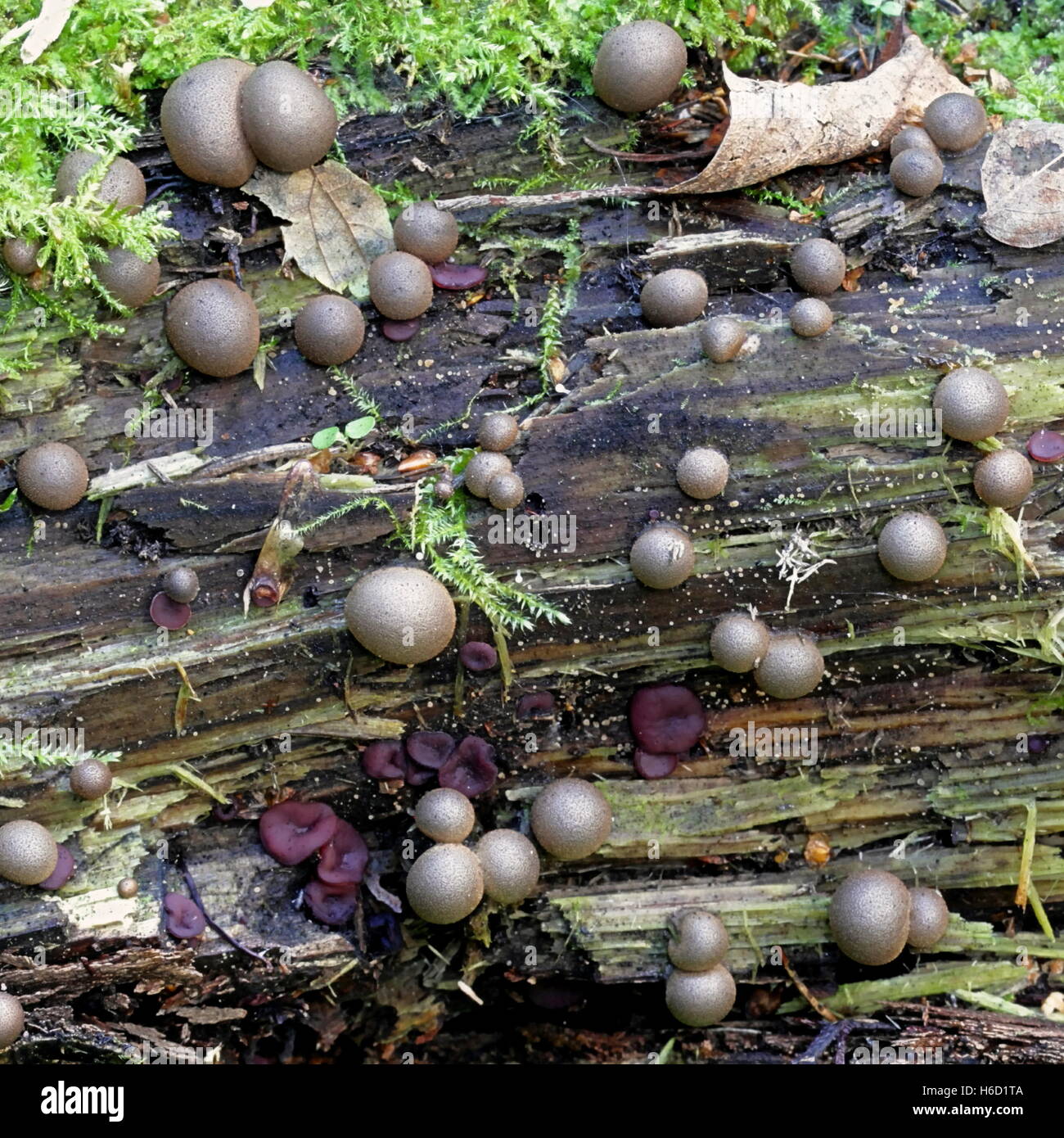 Wolf's milk, Lycogala epidendrum, known also as Groening's slime Stock ...