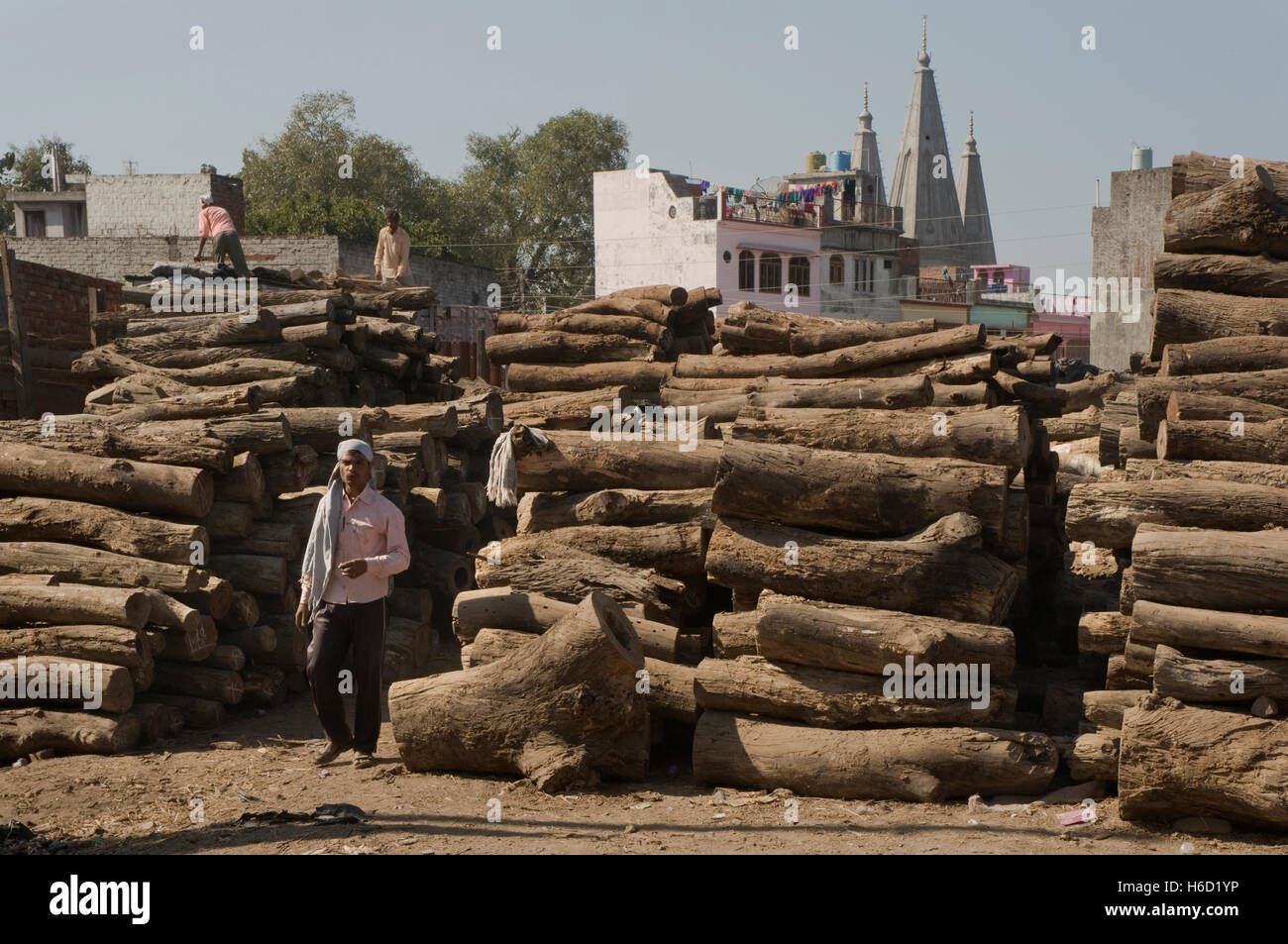INDIA, Uttarakhand, Jaspur, wood yard with teak and mahogany logs Stock ...
