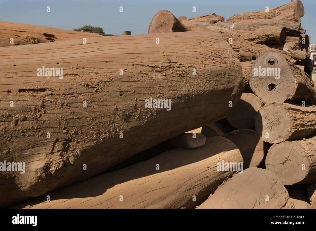 INDIA, Uttarakhand, Jaspur, wood yard with teak and mahogany logs Stock ...