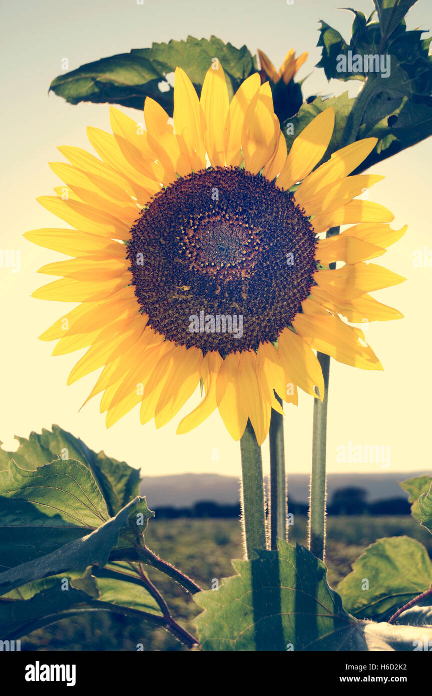 Close-Up Of Sunflower Stock Photo - Alamy