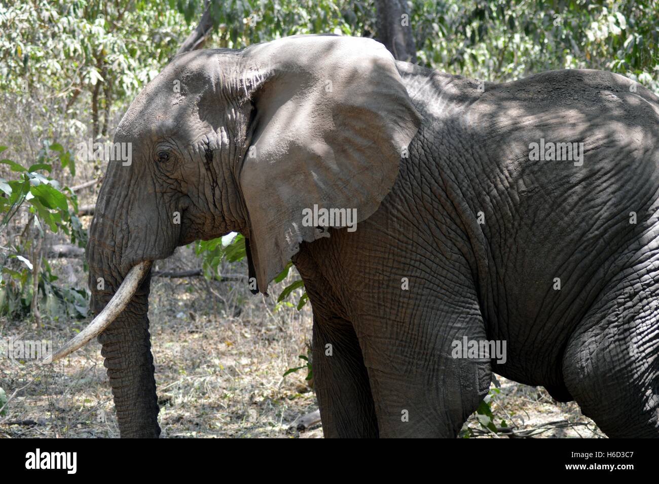 Lone elephant walking hi-res stock photography and images - Alamy