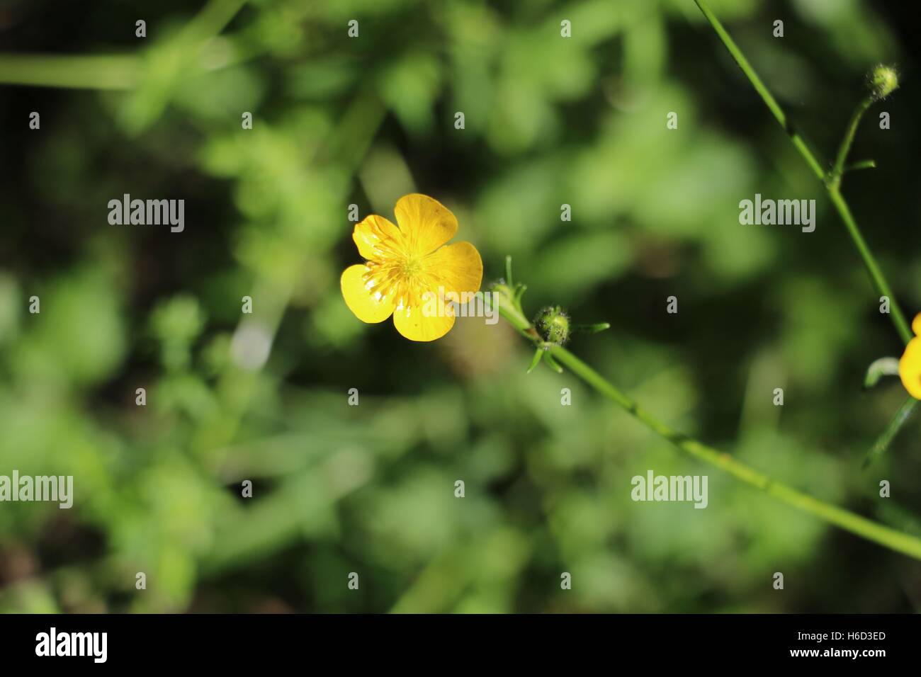 High resolution flower closeup hi-res stock photography and images - Alamy