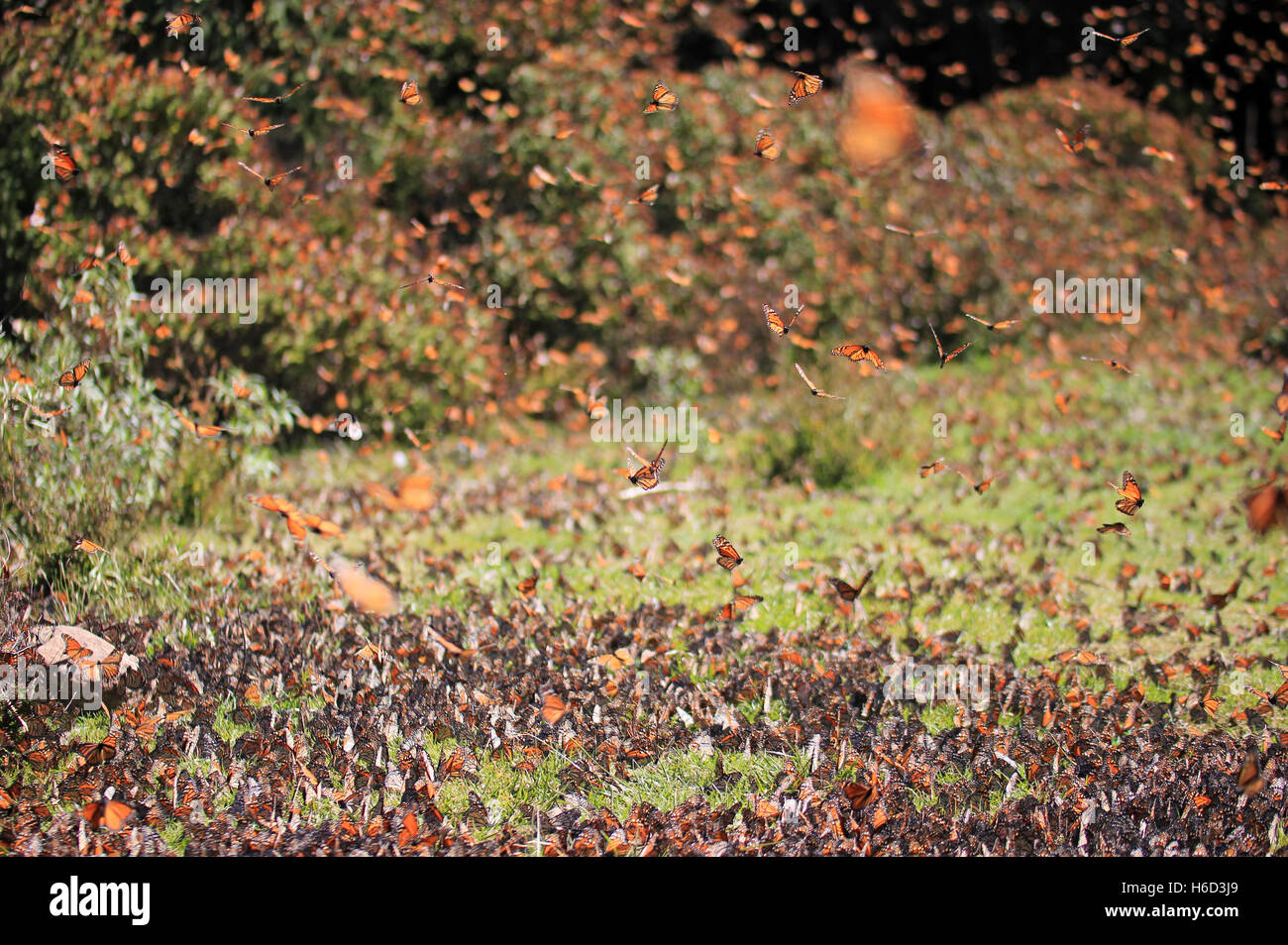 Monarch Butterflies in Michoacan, Mexico, millions are migrating every ...