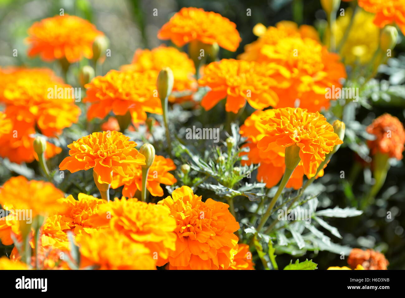 Orange flowers in the garden hi-res stock photography and images - Alamy