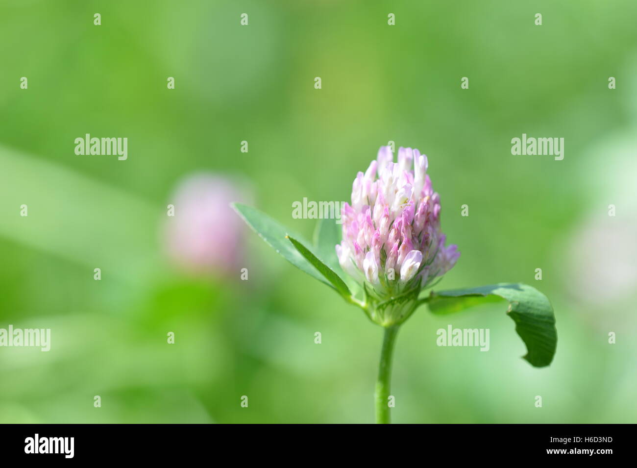 And blooming clover hi-res stock photography and images - Alamy