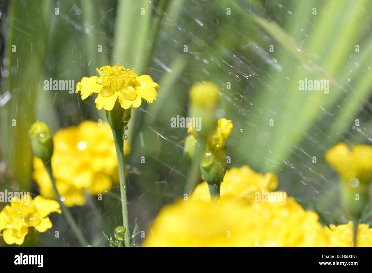 Yellow flowers in the garden and water drops Stock Photo - Alamy