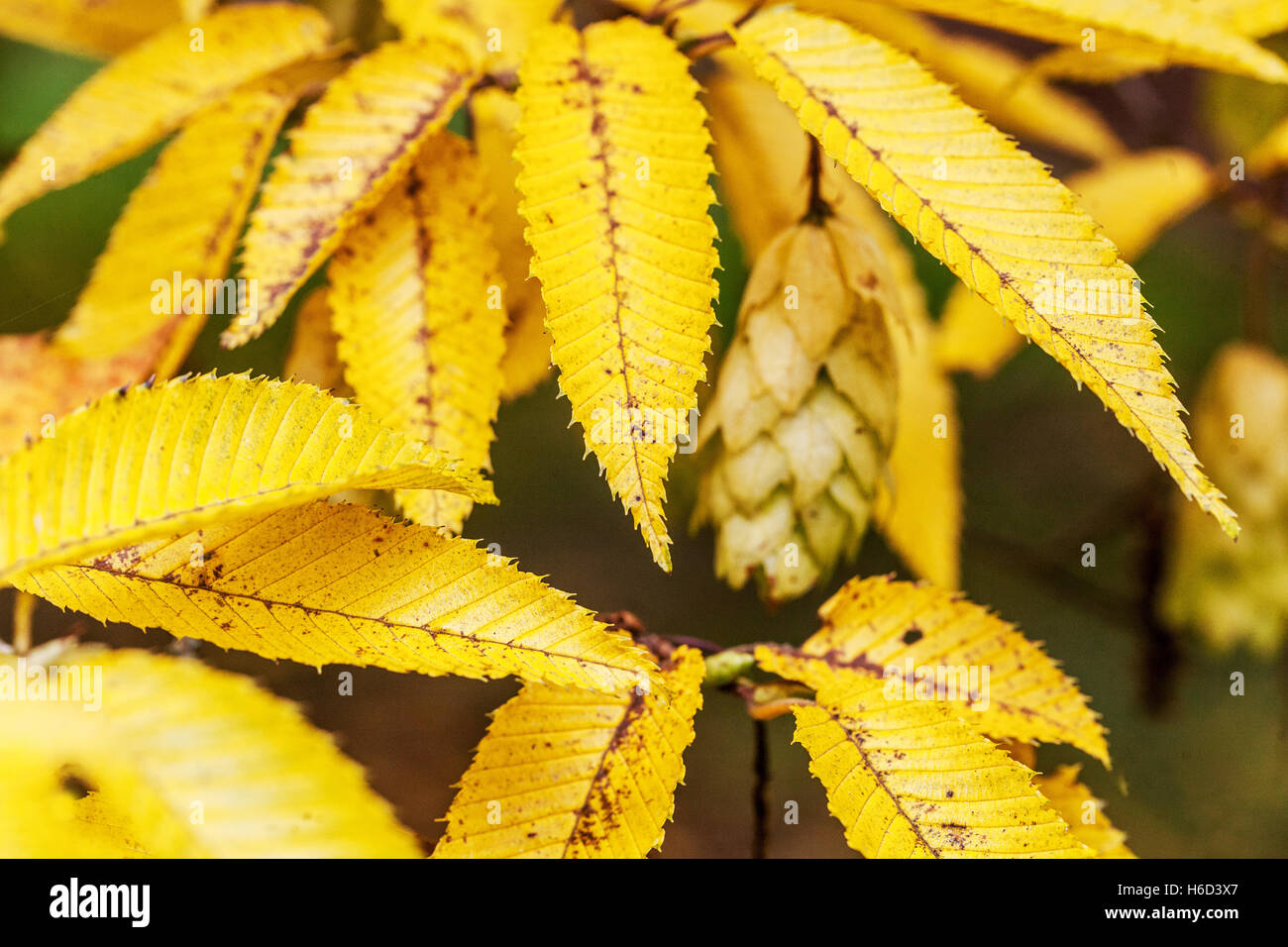 Carpinus japonica Japanese hornbeam, ripened seeds and yellow leaves ...