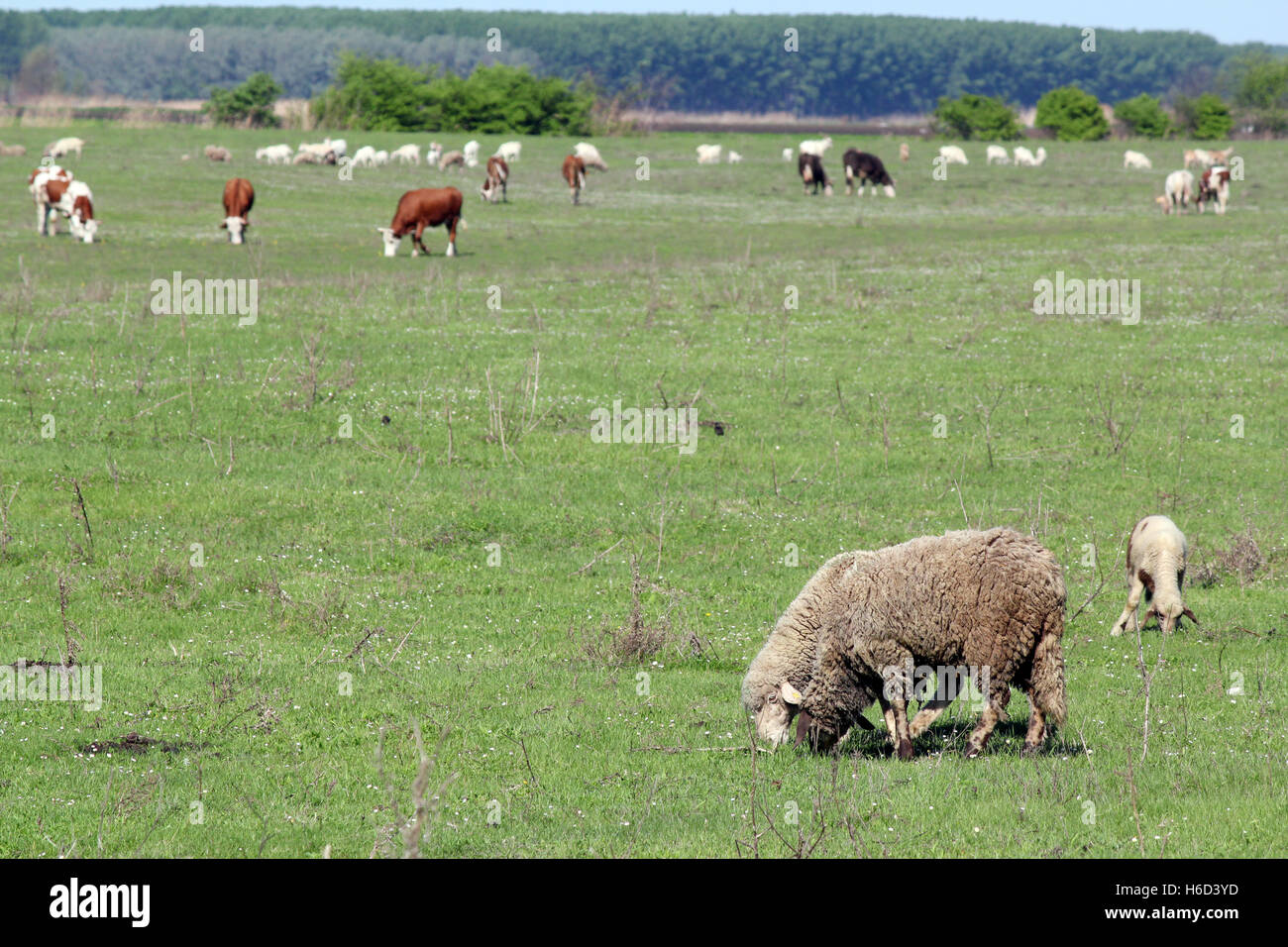 Cow sheep hi-res stock photography and images - Alamy