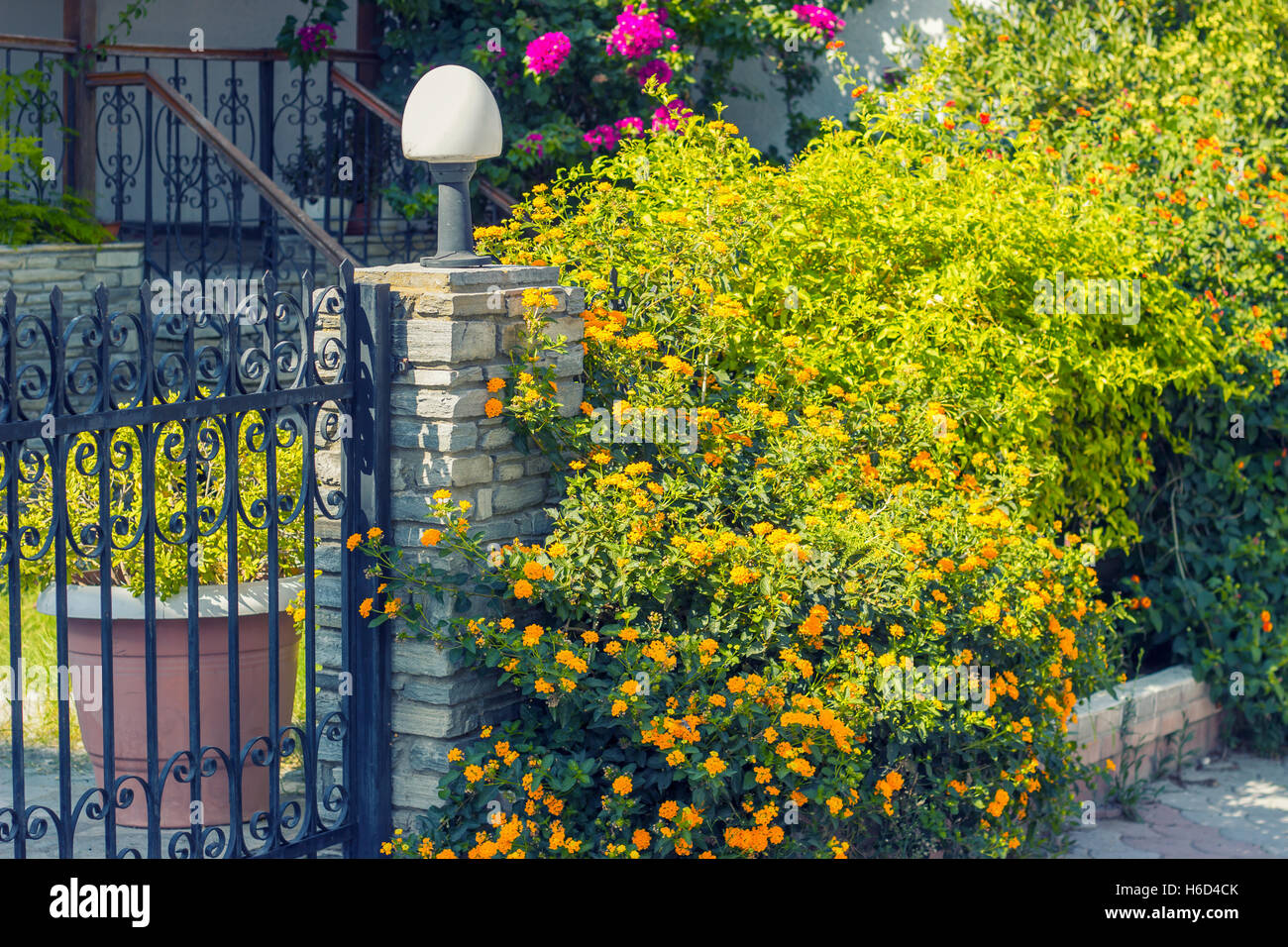 Iron gate with decorative bush Stock Photo - Alamy