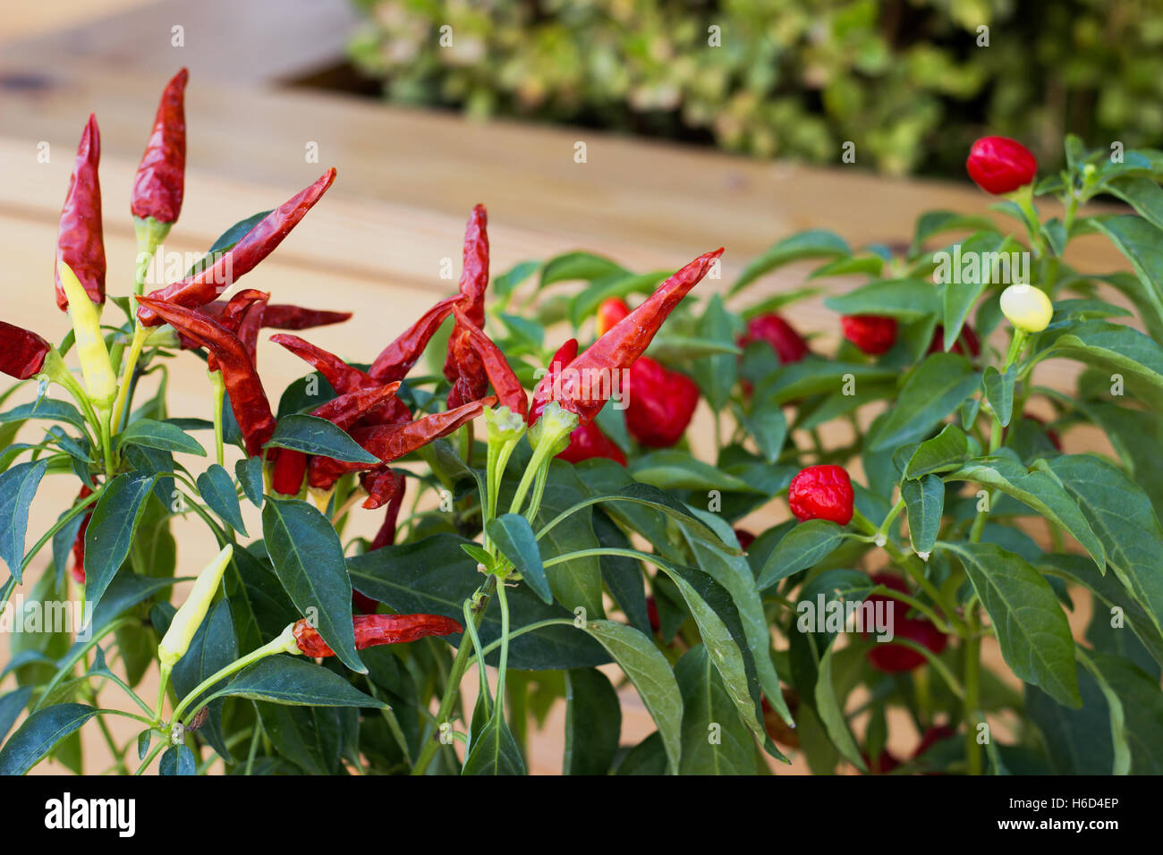Red chilli tree hi-res stock photography and images - Alamy