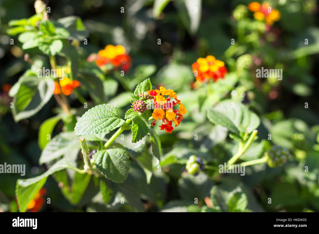 Small orange flowers Stock Photo - Alamy