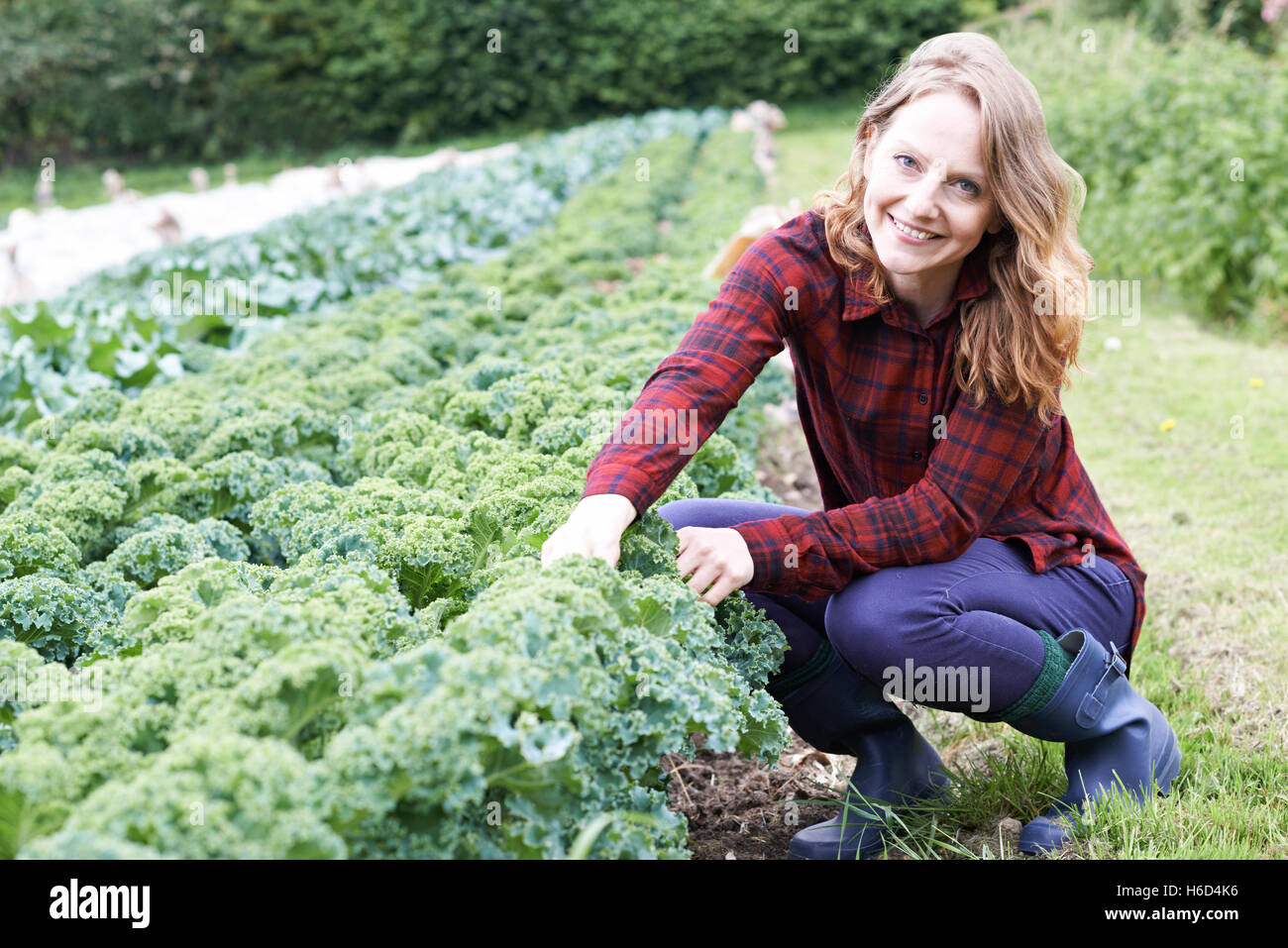 Woman Working In Field On Organic Farm Stock Photo - Alamy