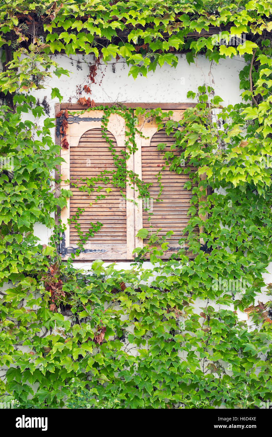 Window behind ivy Stock Photo - Alamy