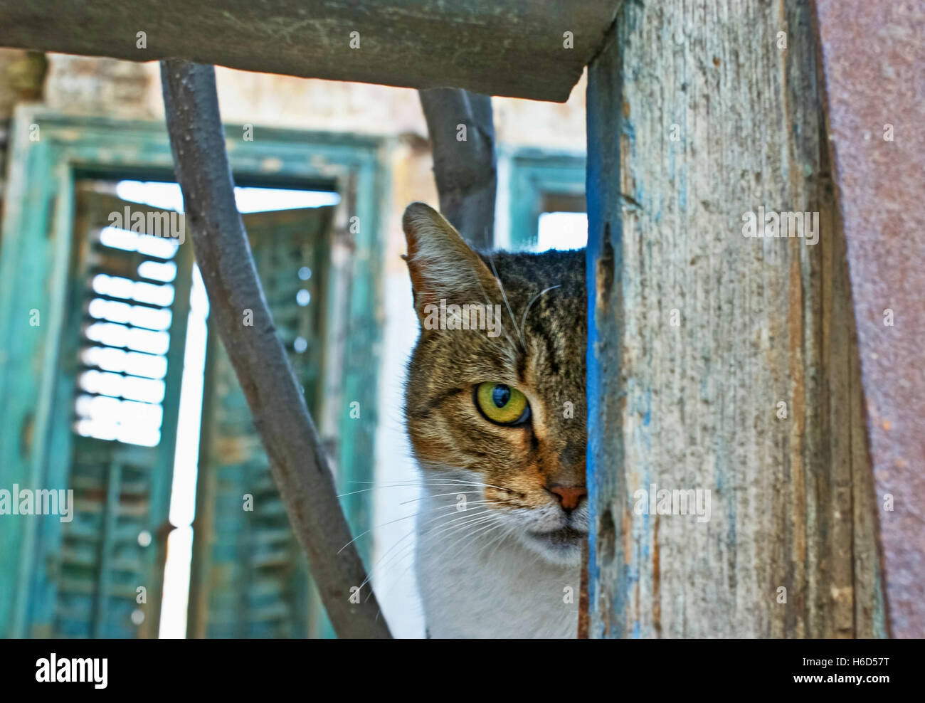 A cat in the abandoned house in Plaka, Athenes Greece Stock Photo - Alamy