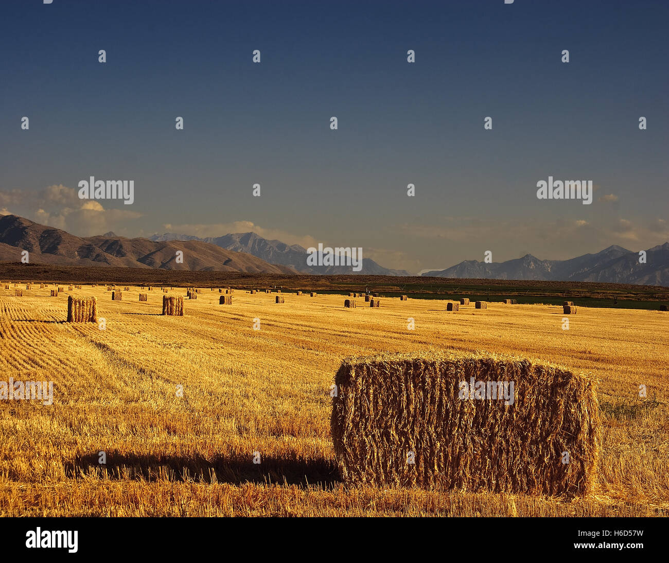 Idaho hay field, with large bail in the foreground casting shadow of ...