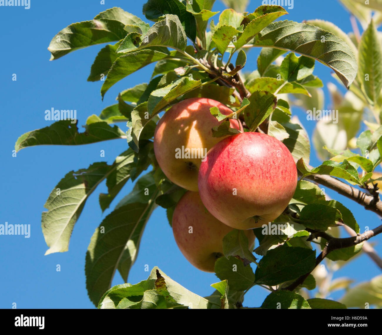 Elstar hi-res stock photography and images - Alamy