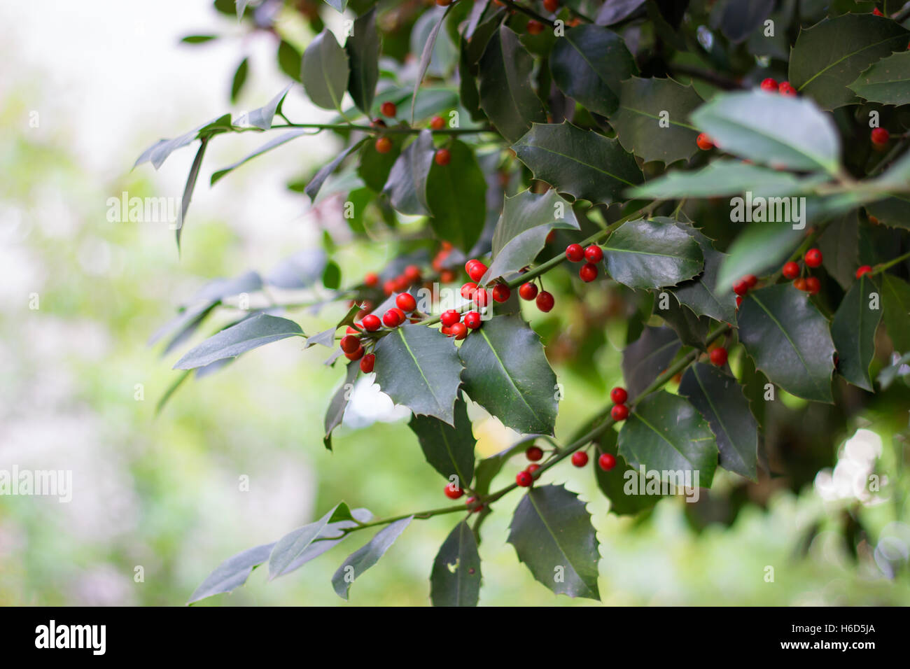 Holly tree branch with red berries Stock Photo - Alamy