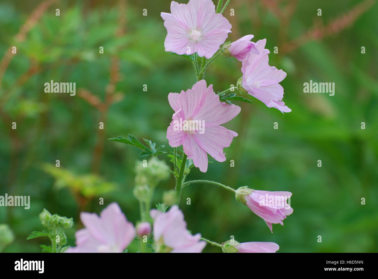 Blooming pink cranesbill geranium plant in a garden Stock Photo - Alamy