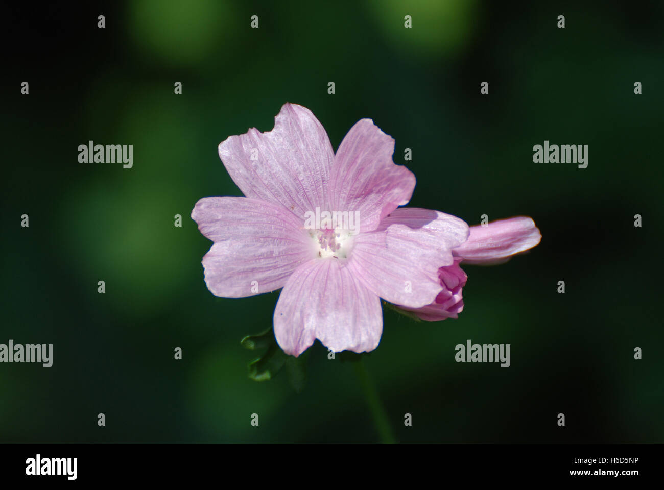 Pretty blooming pink geranium flower blossoms in a garden Stock Photo ...