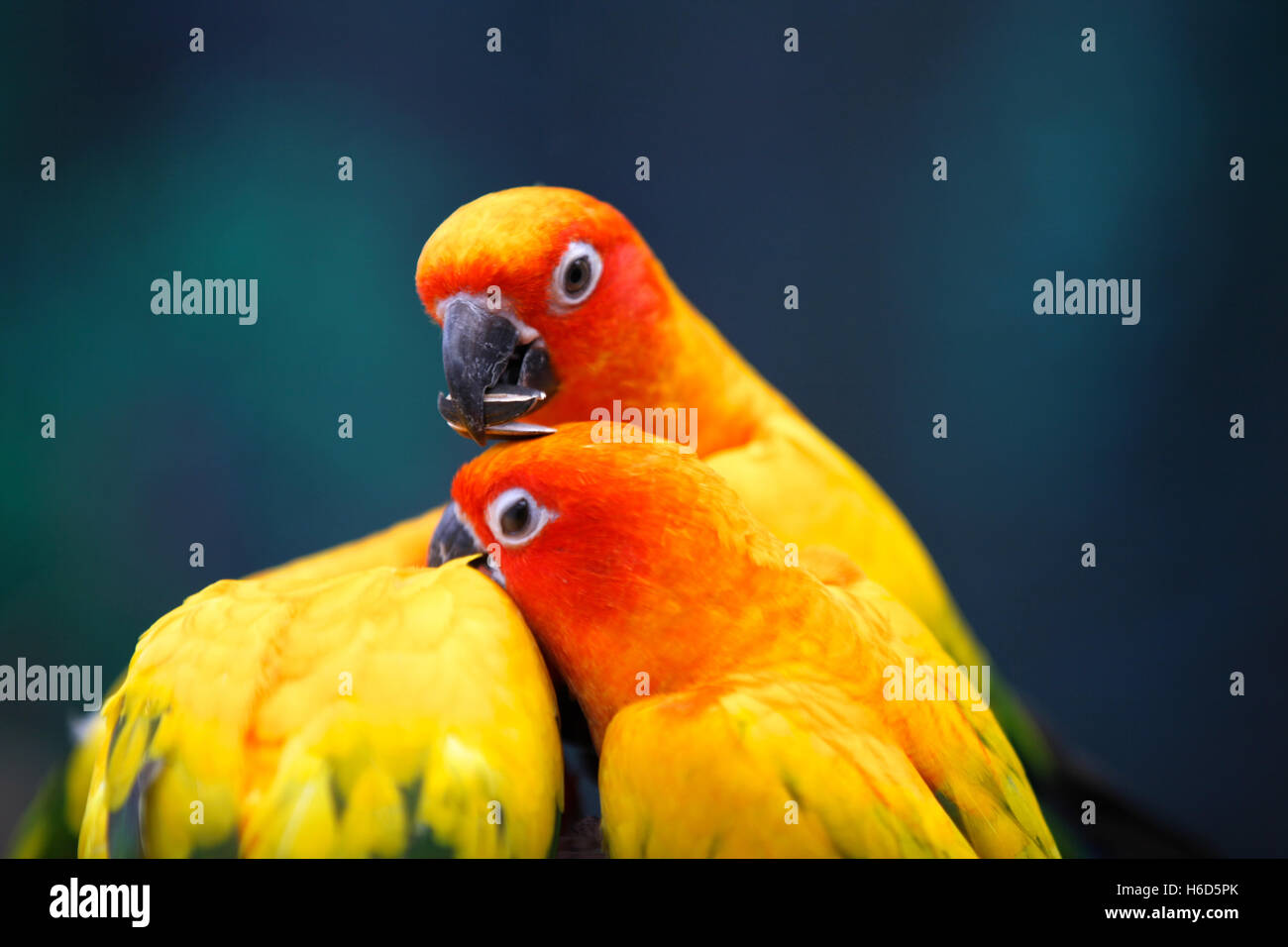 Bright multi-colored parrots sit on a branch, Thailand, Southeast Asia ...