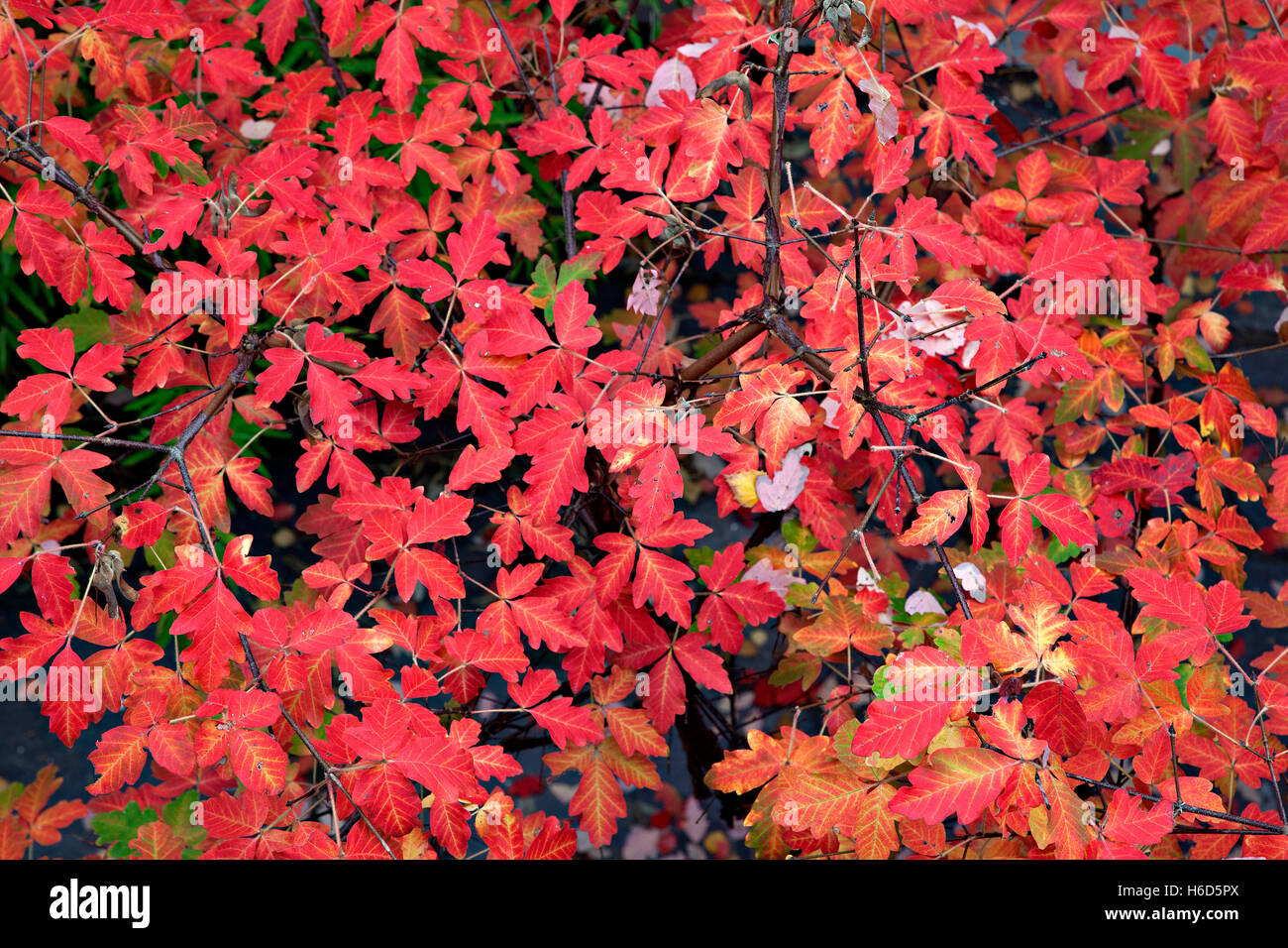 Acer griseum hi-res stock photography and images - Alamy