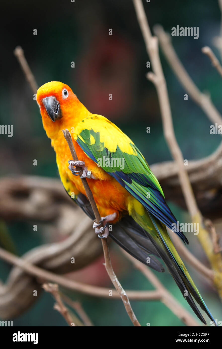 Bright multi-colored parrots sit on a branch, Thailand, Southeast Asia ...