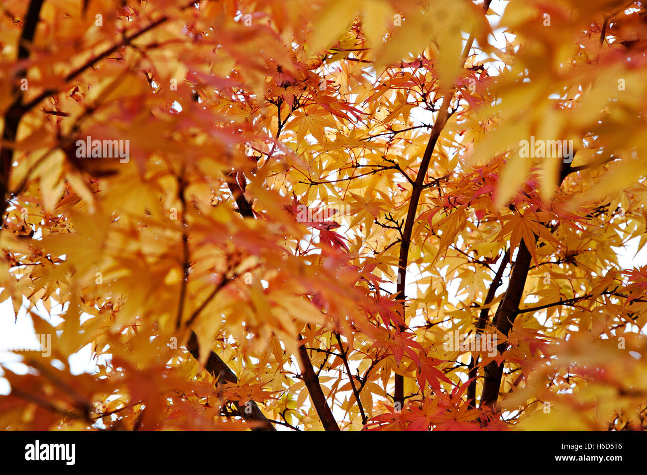 Acer palmatum dissectum fall leaves hi-res stock photography and images ...