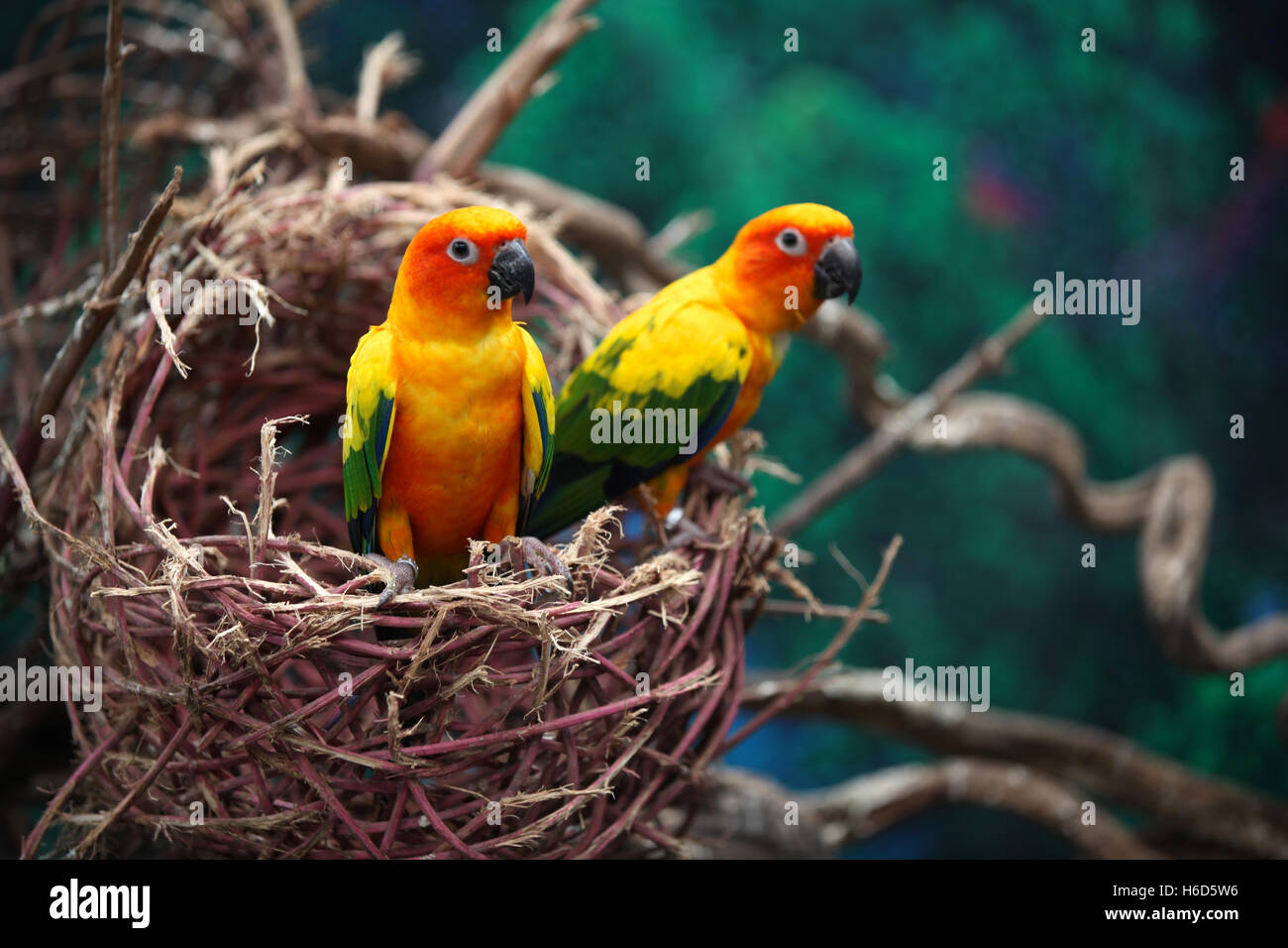 Bright multi-colored parrots sit on a branch, Thailand, Southeast Asia ...