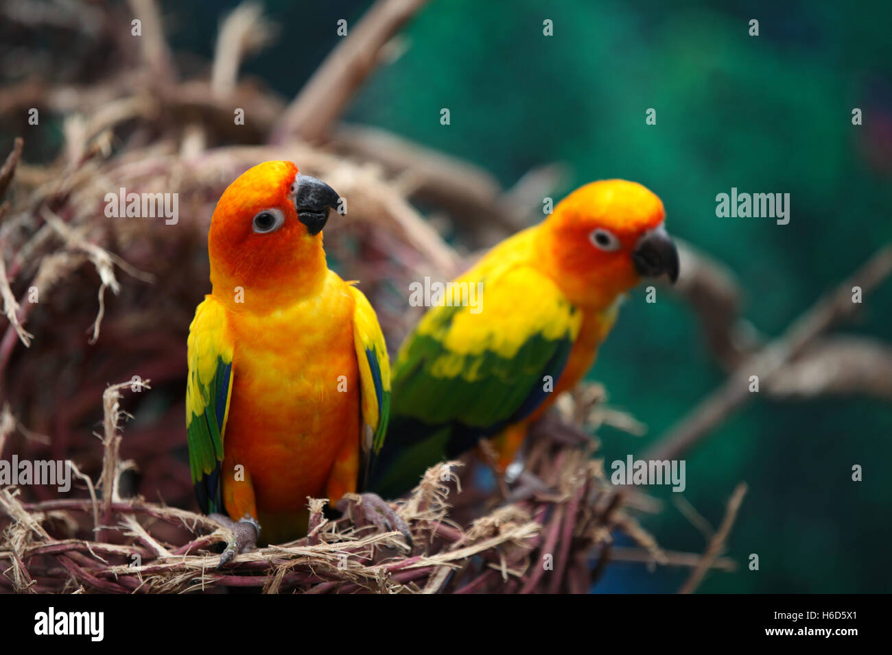 Bright multi-colored parrots sit on a branch, Thailand, Southeast Asia ...