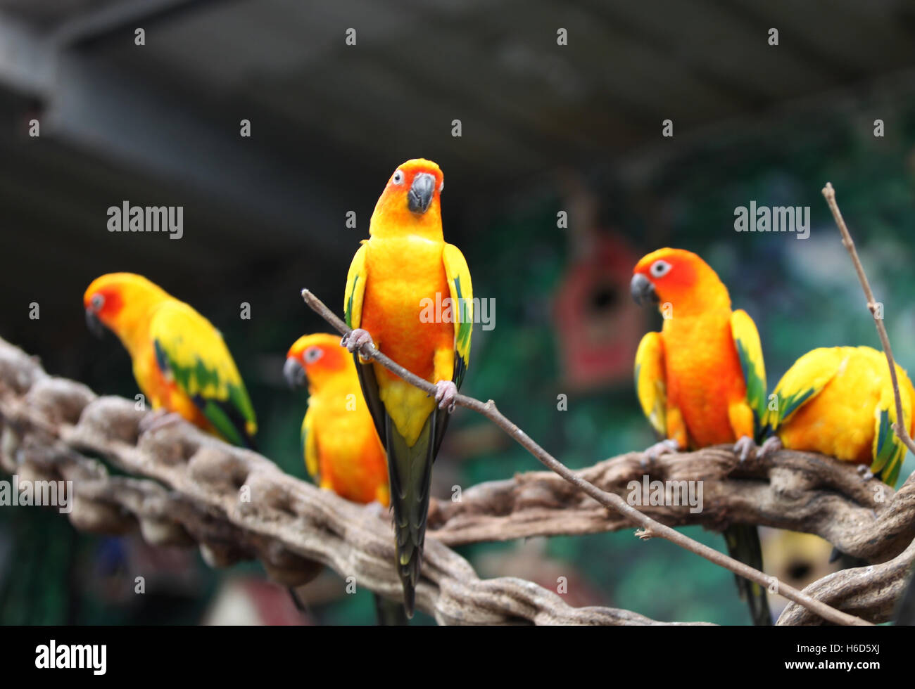 Bright multi-colored parrots sit on a branch, Thailand, Southeast Asia ...