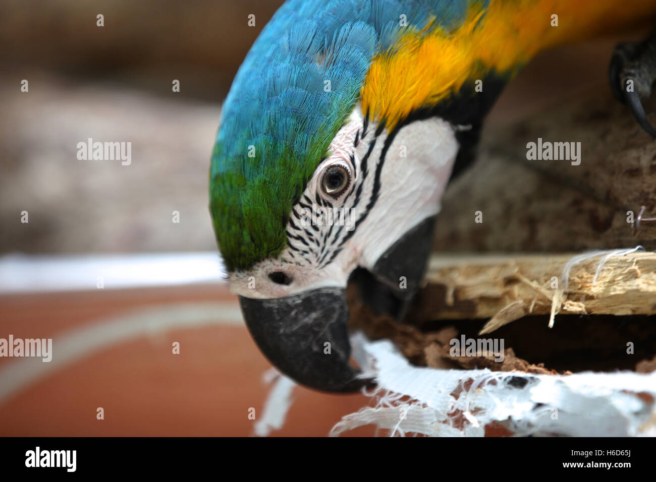 Bright multi-colored parrots sit on a branch, Thailand, Southeast Asia ...