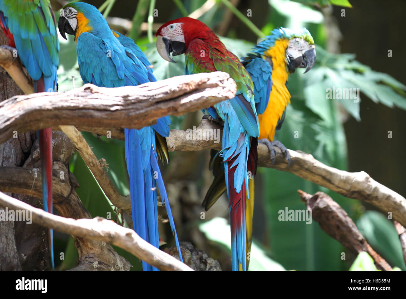 Bright multi-colored parrots sit on a branch, Thailand, Southeast Asia ...