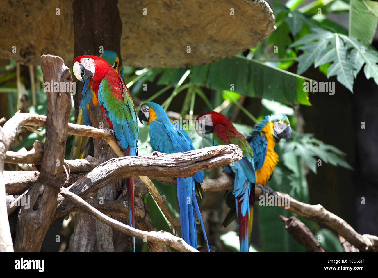 Bright multi-colored parrots sit on a branch, Thailand, Southeast Asia ...
