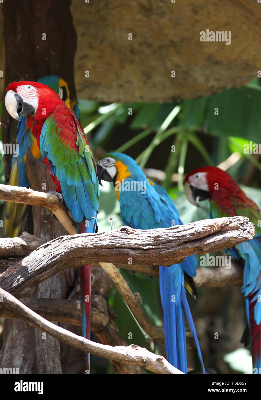Bright multi-colored parrots sit on a branch, Thailand, Southeast Asia ...